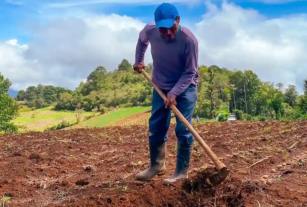 La Importancia del Cultivo de la Papa en Intibucá - Agrolenca